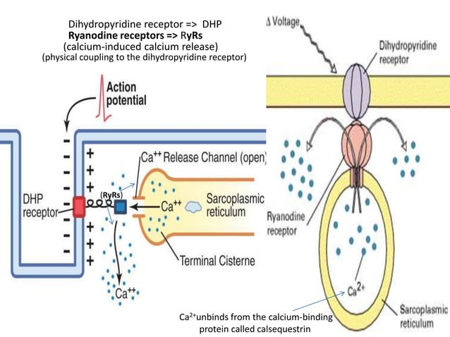 Muscle contraction mechanism chirantan mandal | PPT