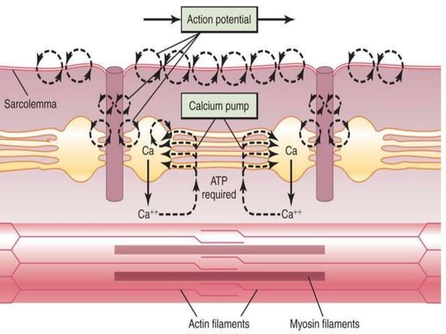 Muscle contraction mechanism chirantan mandal | PPT