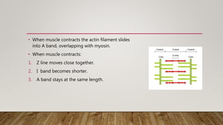 Muscle contraction ppt | PPTX