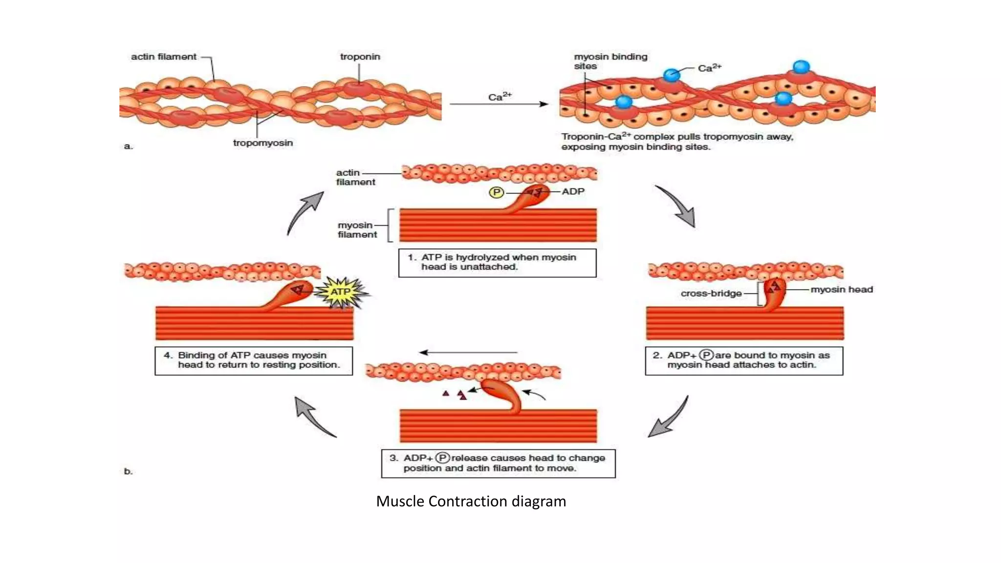 muscle contraction .pptx