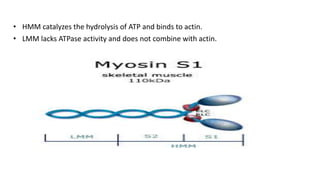 muscle contraction .pptx