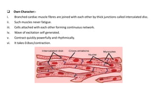 muscle contraction .pptx