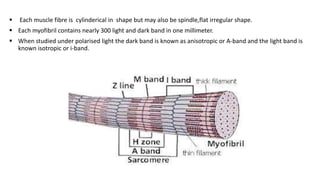 muscle contraction .pptx