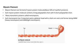 muscle contraction .pptx