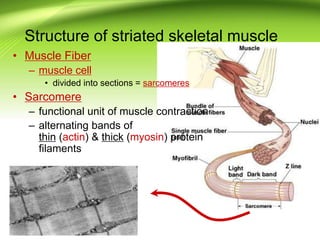 muscle contraction slide share.pptx