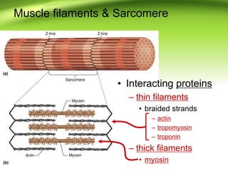 muscle contraction slide share.pptx