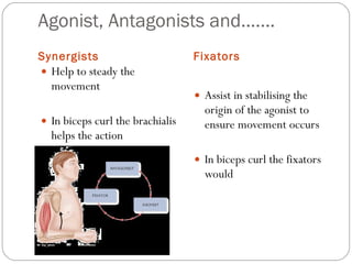 Muscle contraction types and all or none law | PPT