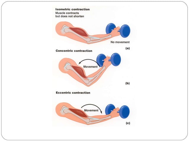 Muscle contraction types and all or none law