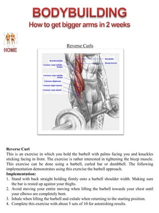 Muscle diagram website 2 | PDF