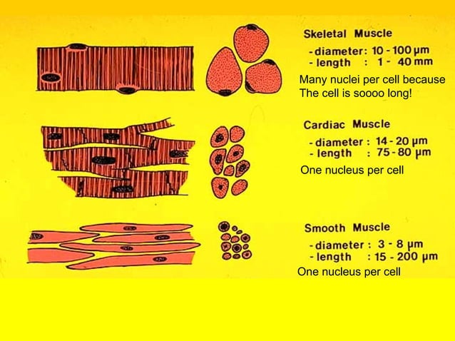 Muscle diseases brief explanation-06.ppt