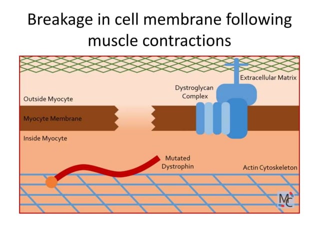 Muscle disorders | PPTX