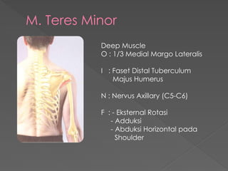 Muscle Extremitas Superior regio shoulder, elbow, dan wrist | PPTX
