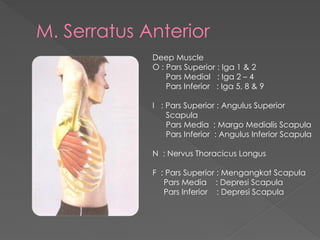 Muscle Extremitas Superior regio shoulder, elbow, dan wrist | PPTX