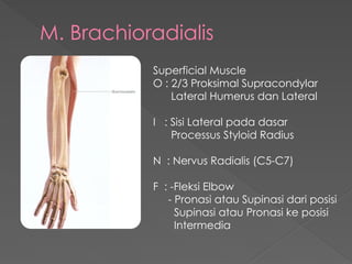 Muscle Extremitas Superior regio shoulder, elbow, dan wrist | PPTX