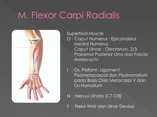 Muscle Extremitas Superior regio shoulder, elbow, dan wrist | PPTX