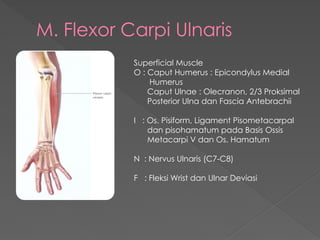 Muscle Extremitas Superior regio shoulder, elbow, dan wrist | PPTX
