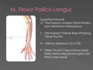 Muscle Extremitas Superior regio shoulder, elbow, dan wrist | PPTX