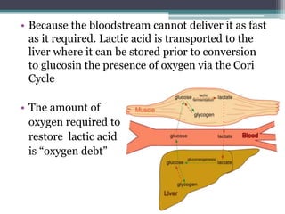 Muscle Fatigue Lactic Acid