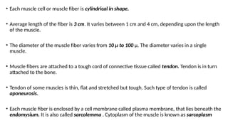 Muscle Fiber.pptx of human body for phar | PPTX