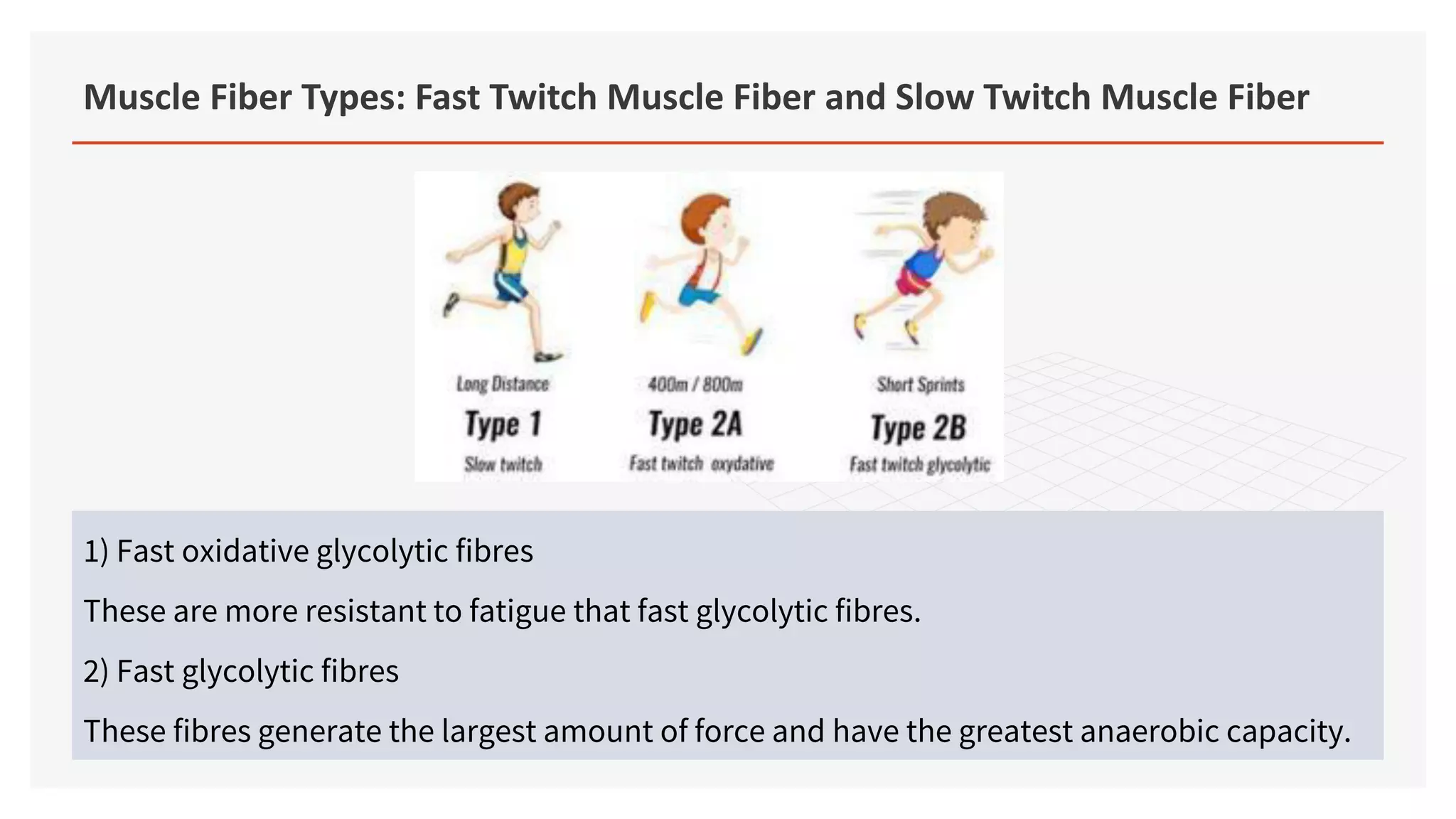 Muscle fiber types | PDF
