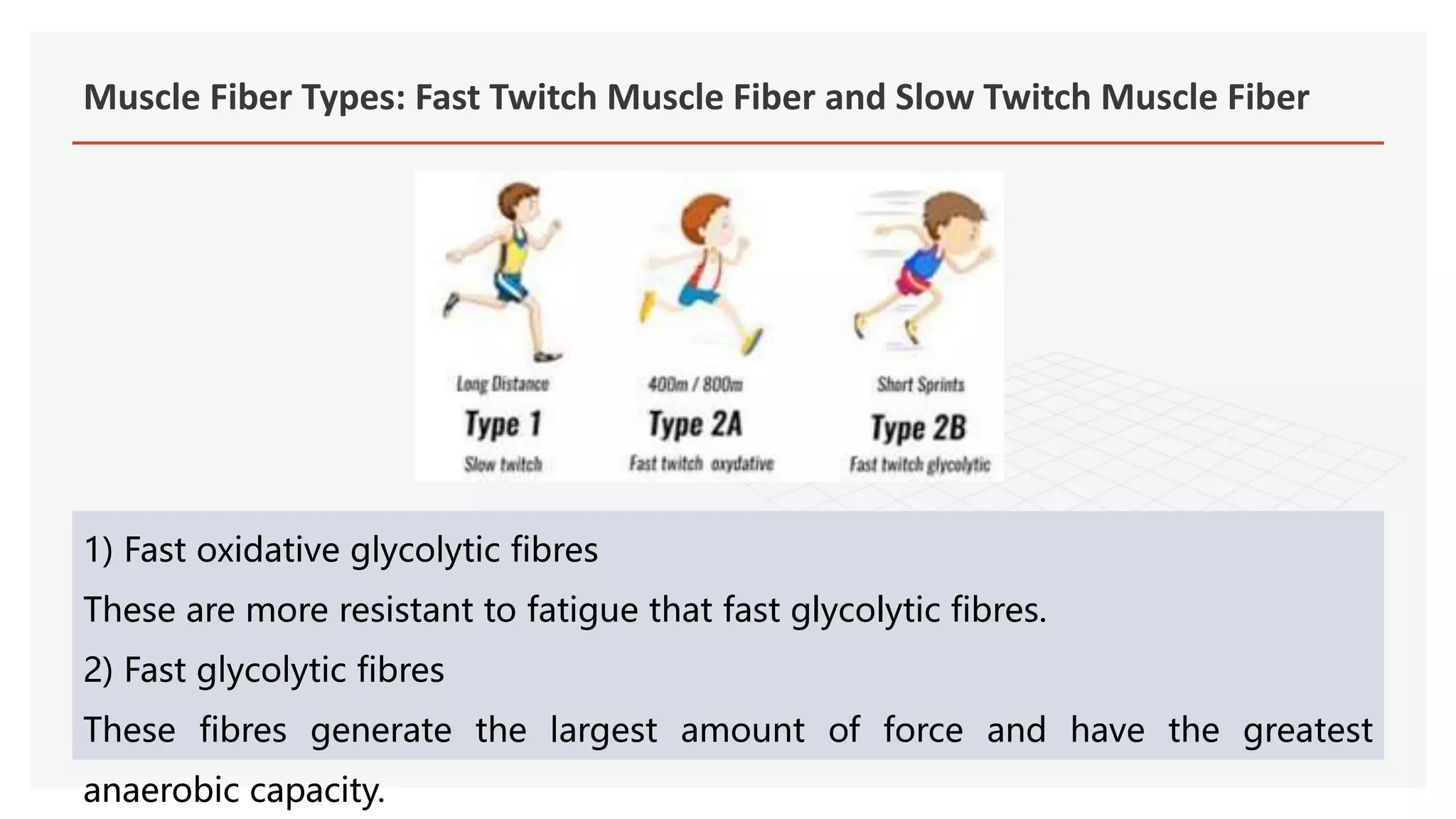 Muscle Fiber Types | PPTX