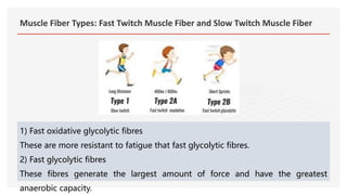Muscle Fiber Types | PPTX