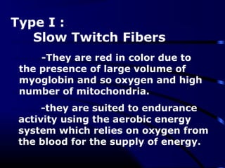 Musclefibre | PPT