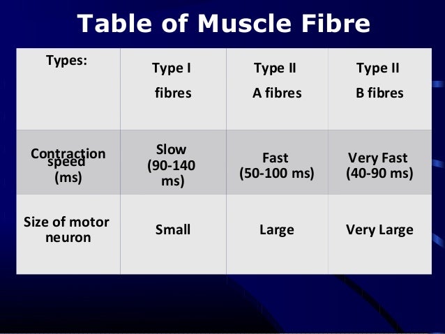 Musclefibre