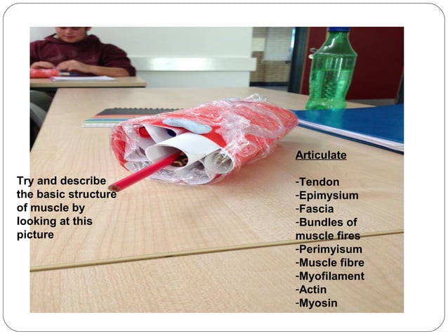 Muscle fibre types | PPT