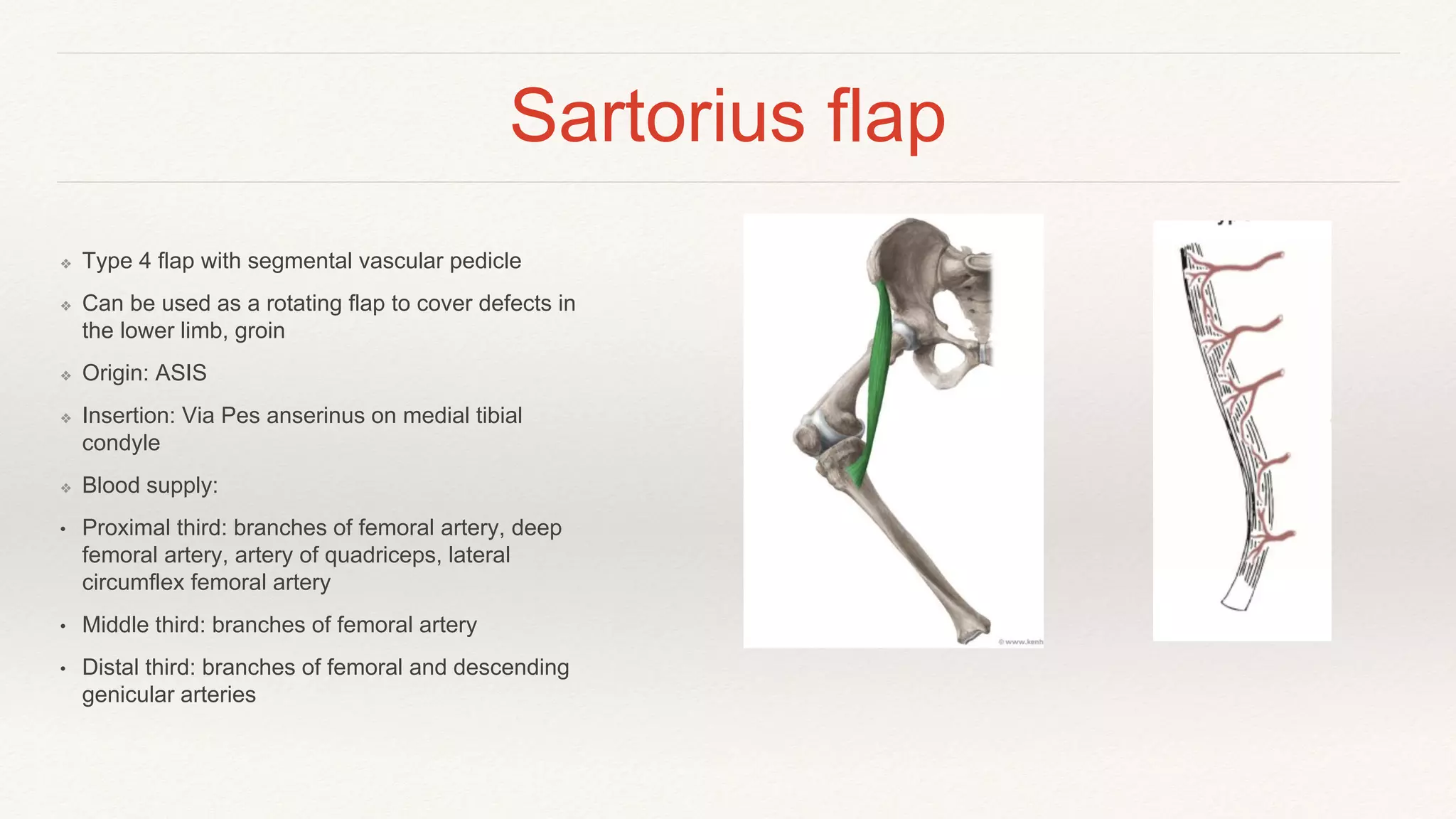 Muscle flaps and their blood supply.pptx