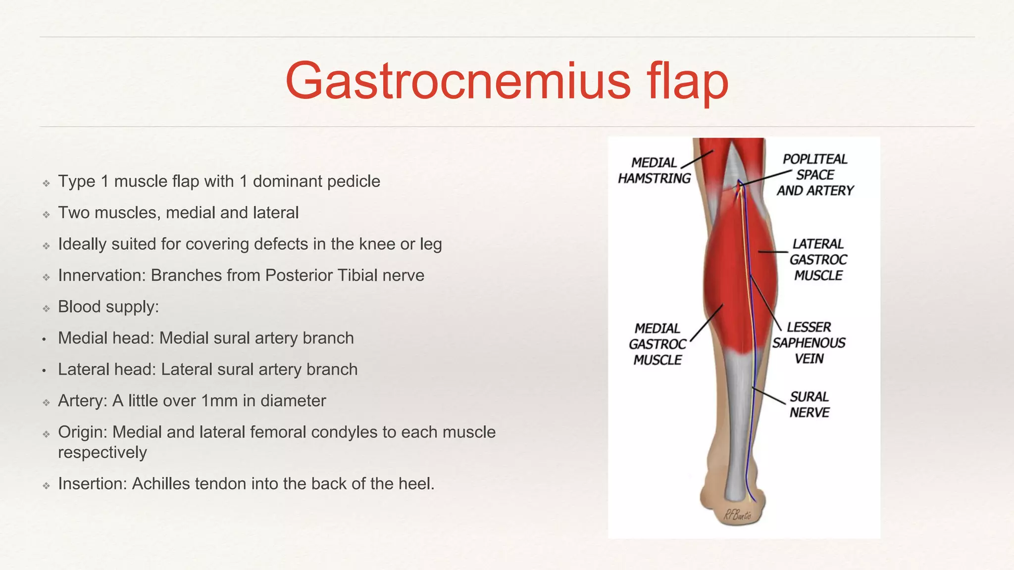 Muscle flaps and their blood supply.pptx