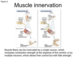 Muscle funccellularlevel animal systems | PPTX