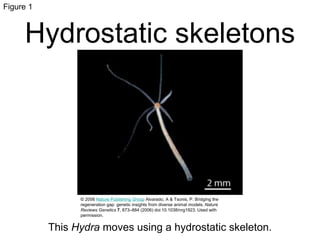 Muscle funccellularlevel animal systems | PPTX