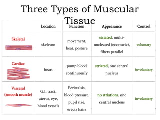 Animal Muscle Tissue