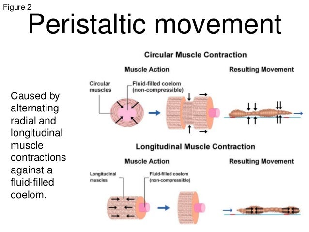 Muscle funccellularlevel animal systems