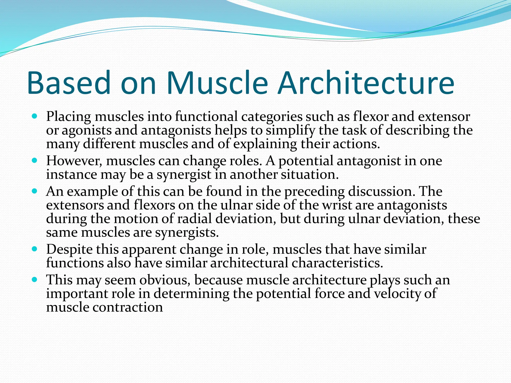 Muscle Function by Dr. Mumux.pptx