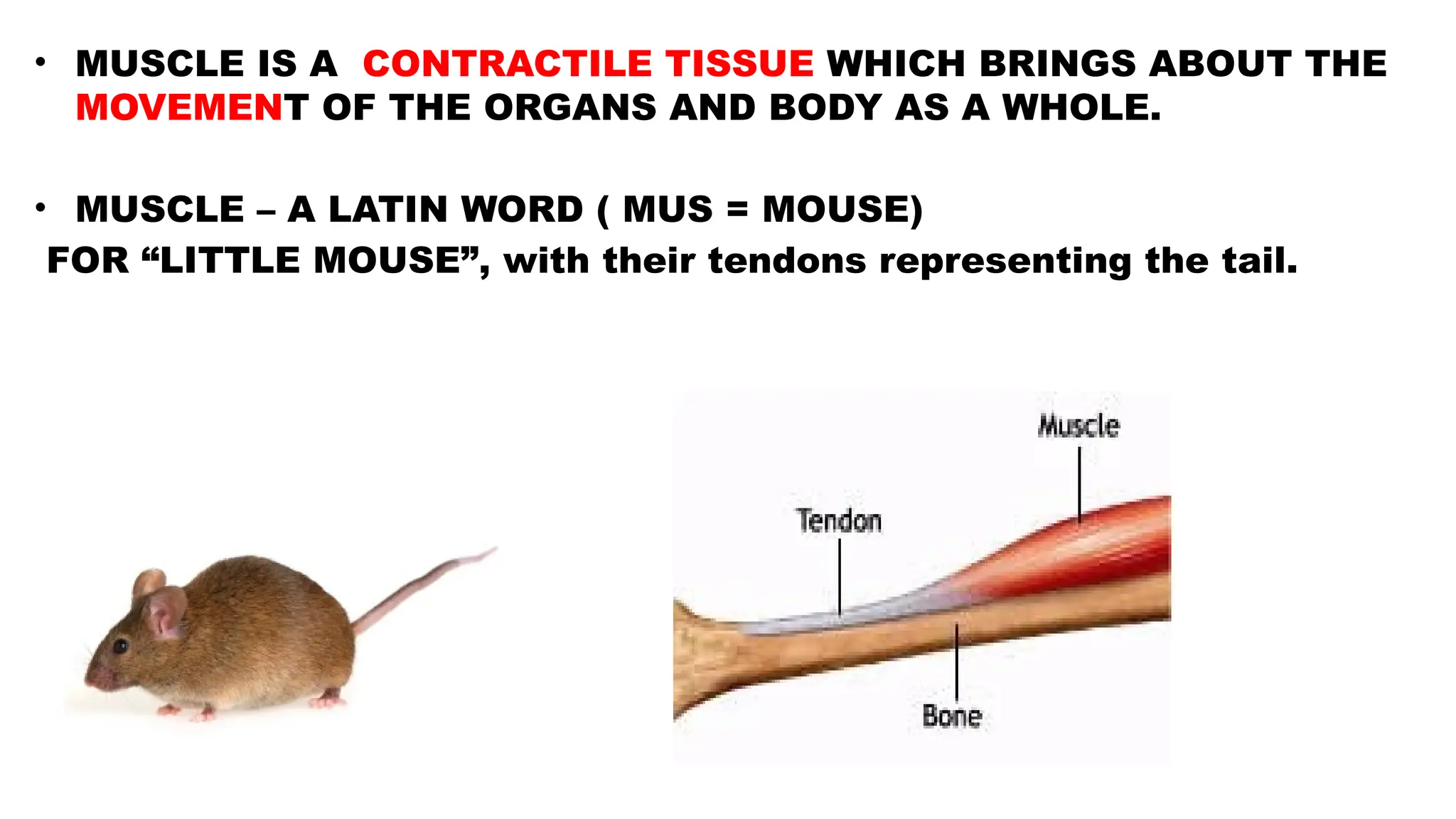 muscle general anatomy by anatomist boke | PPTX