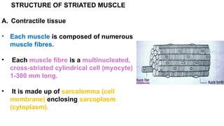 muscle general anatomy by anatomist boke | PPTX