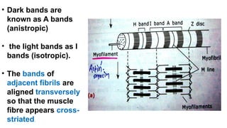 muscle general anatomy by anatomist boke | PPTX