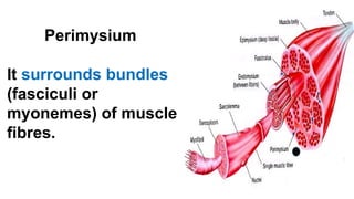 muscle general anatomy by anatomist boke | PPTX