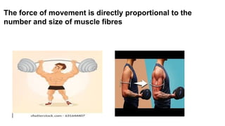 muscle general anatomy by anatomist boke | PPTX