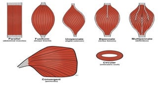 muscle general anatomy by anatomist boke | PPTX