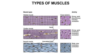 muscle general anatomy by anatomist boke | PPTX