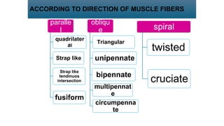 muscle general anatomy by anatomist boke | PPTX