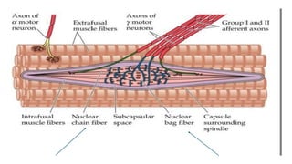 muscle general anatomy by anatomist boke | PPTX