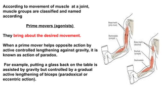 muscle general anatomy by anatomist boke | PPTX