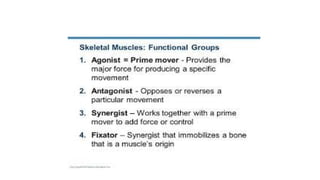 muscle general anatomy by anatomist boke | PPTX
