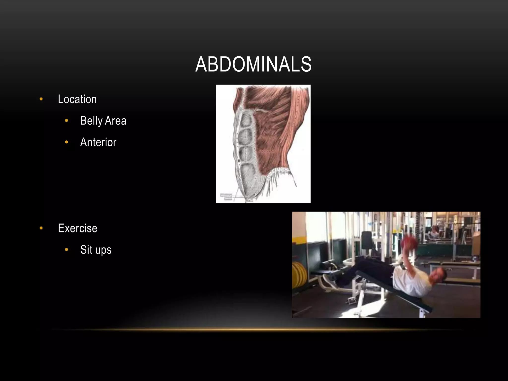 Muscle Groups and Exercises - STUDENT | PPTX