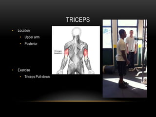 Muscle Groups and Exercises - STUDENT | PPTX