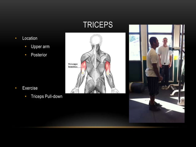 Muscle Groups and Exercises - STUDENT | PPT